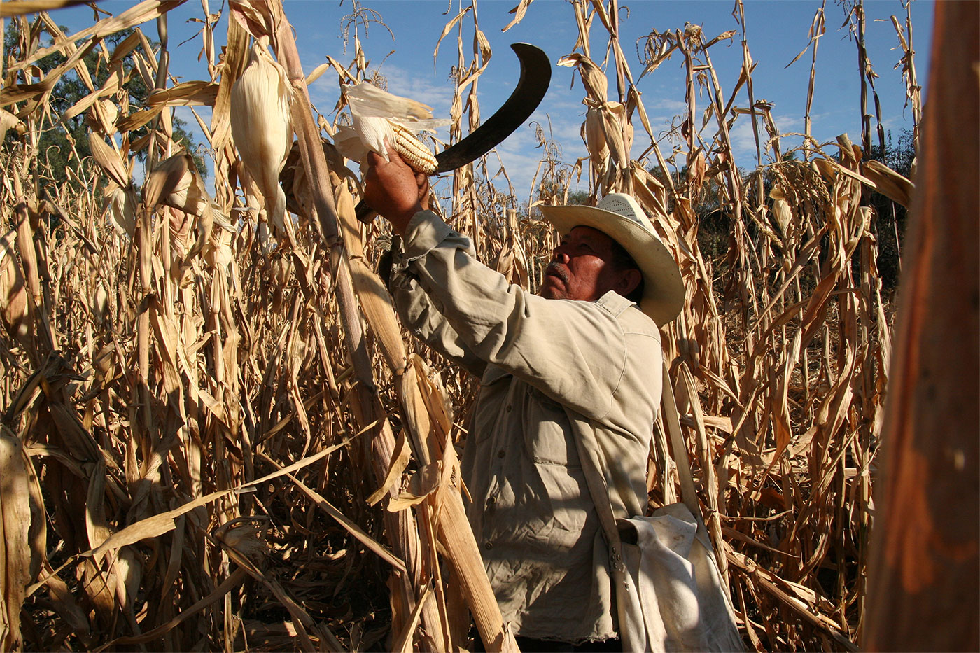 Neoliberal Policies Have Compromised Mexico's Food Sovereignty - Mexico ...