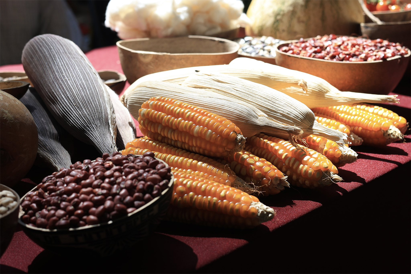 Oaxaca Nears Self-Sufficiency in Corn - Mexico Solidarity Media