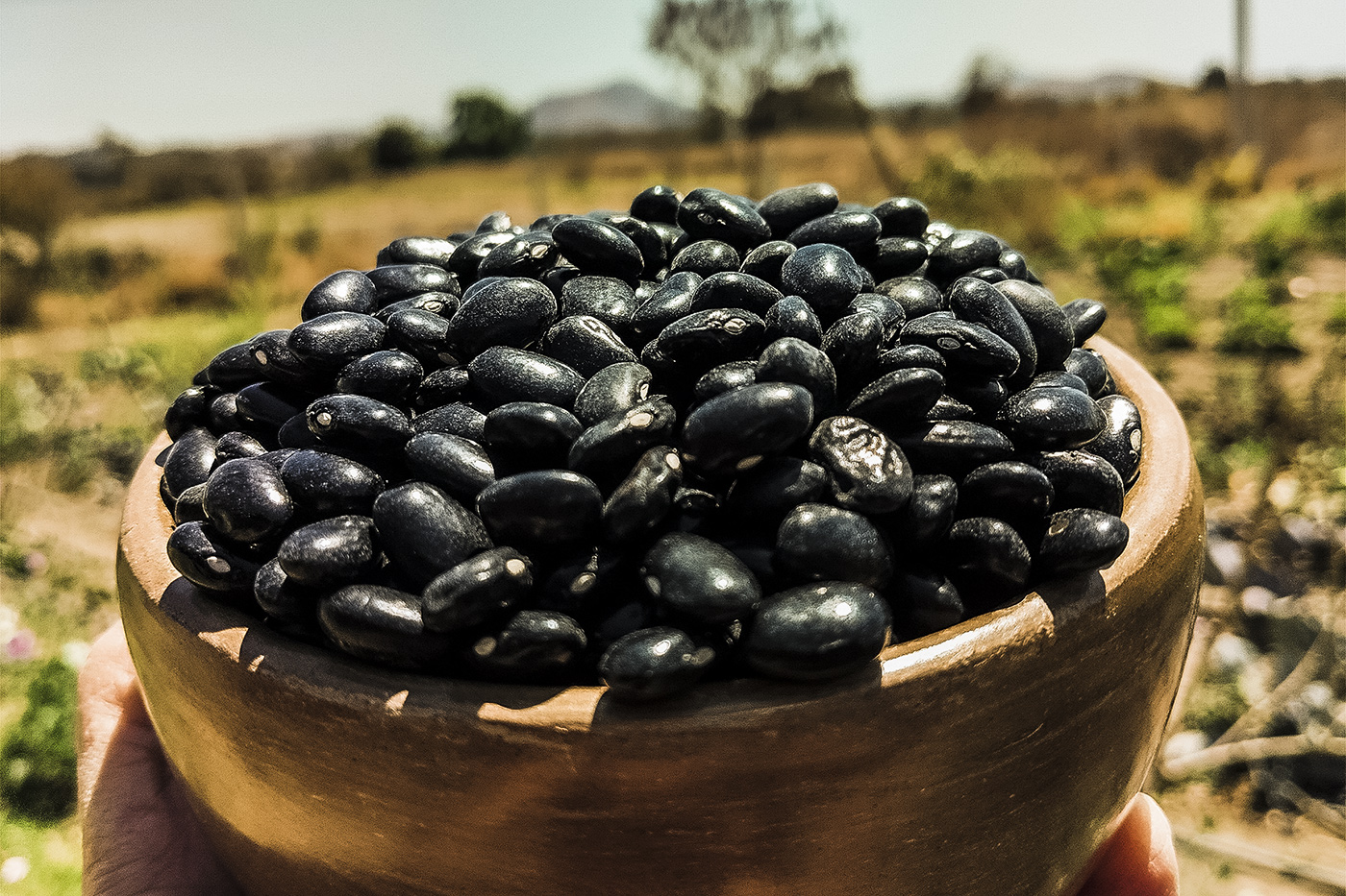 Bean Producers Face Ruin: Squeezed by Corporations, Government Support ...
